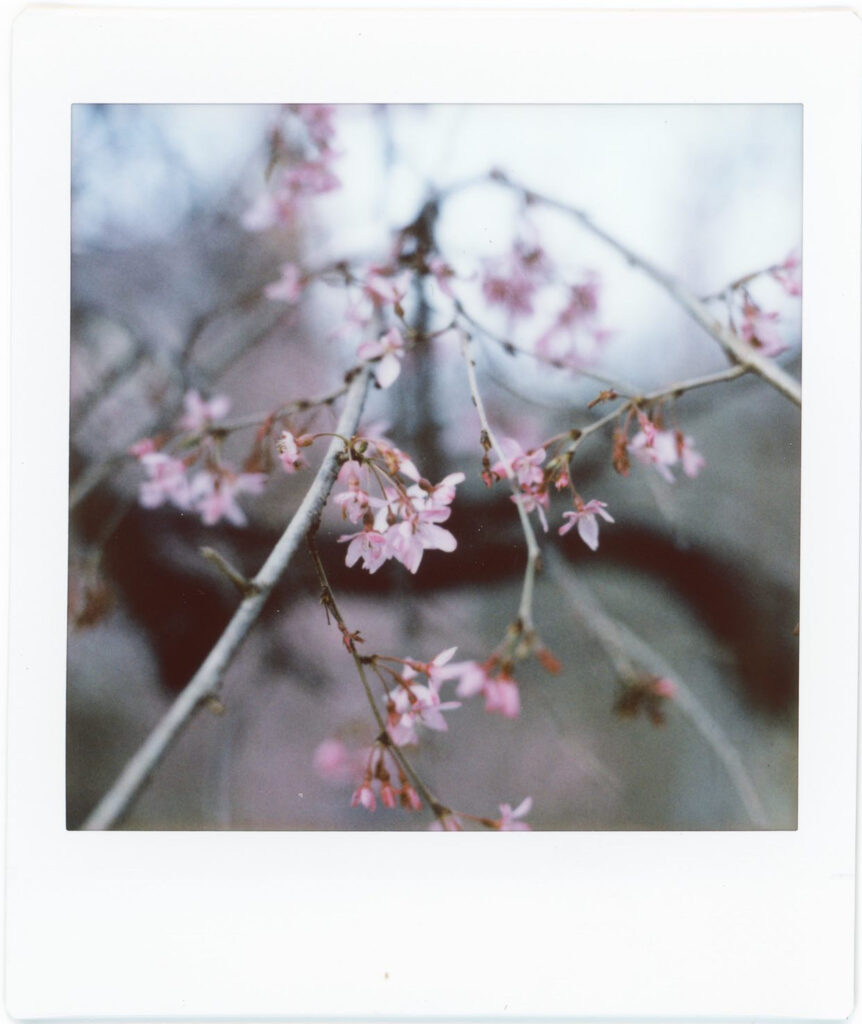 gallery – zinstax