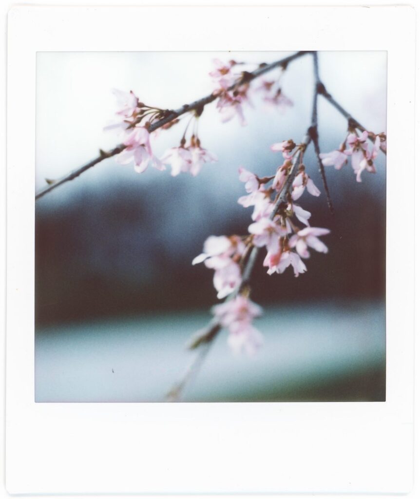 gallery – zinstax